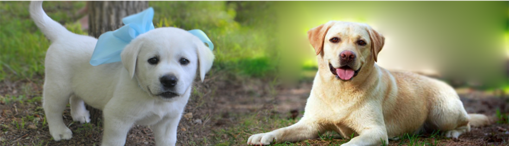 Labrador Retriever Dog Breed | Rolling Rotts Kennel, Haldwani